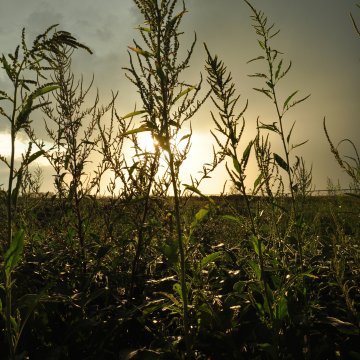 Meet the $50 per acre weed | Successful Farming