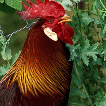 Backyard Bantams | Successful Farming