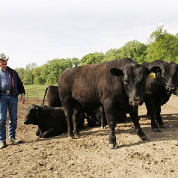 Staying Safe Around Bulls | Successful Farming