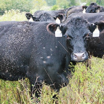 Controlling Flies | Successful Farming