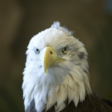 Our top 10 favorite birds | Successful Farming