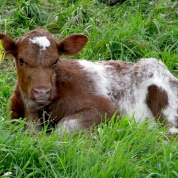 Raising Shorthorn cattle | Successful Farming