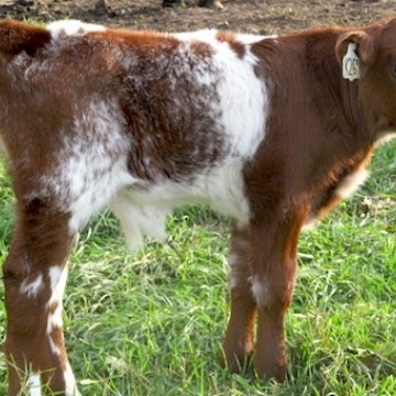 Raising Shorthorn cattle | Successful Farming