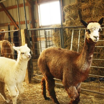 Alpaca Fun Facts | Successful Farming