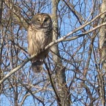 How to Attract Owls | Successful Farming