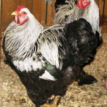 Top 10 show chicken breeds | Successful Farming