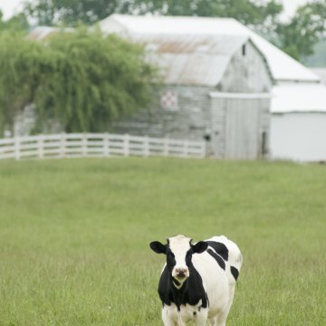 Building a Stream Crossing for Cattle | Successful Farming