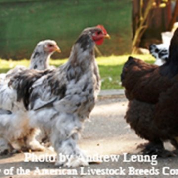 Top 10 show chicken breeds | Successful Farming