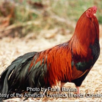 Top 10 show chicken breeds | Successful Farming