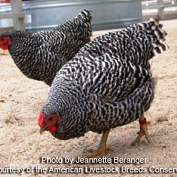 Top 10 show chicken breeds | Successful Farming