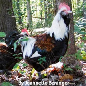 Top 10 show chicken breeds | Successful Farming