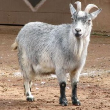 Raising Pygmy Goats | Successful Farming