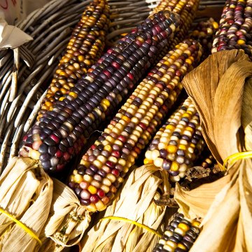 Growing Indian Corn | Successful Farming