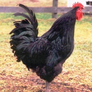 Top 10 show chicken breeds | Successful Farming