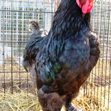 Top 10 show chicken breeds | Successful Farming