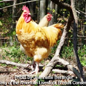 Top 10 show chicken breeds | Successful Farming