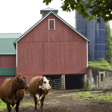 Shade Options for Cattle | Successful Farming