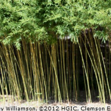 Farming Bamboo | Successful Farming