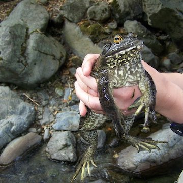 Stocking Bullfrogs | Successful Farming