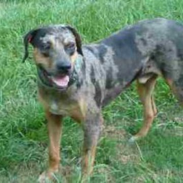 14 dog breeds perfect for acreages | Successful Farming