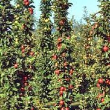 Columnar apple trees | Successful Farming