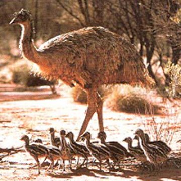 Raising emus | Successful Farming