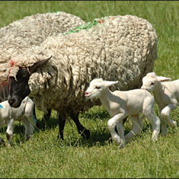 Caring for Pregnant Ewes | Successful Farming