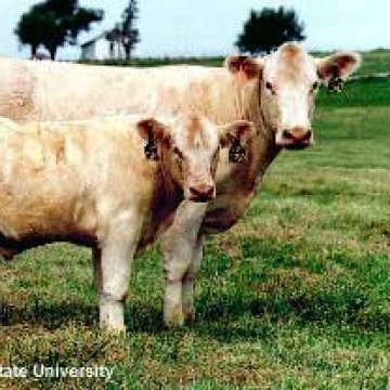 16 Common Cattle Breeds | Successful Farming