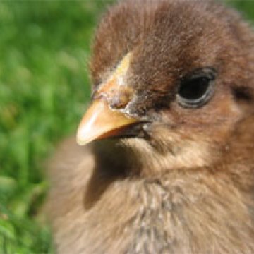 9 steps for raising chicks | Successful Farming