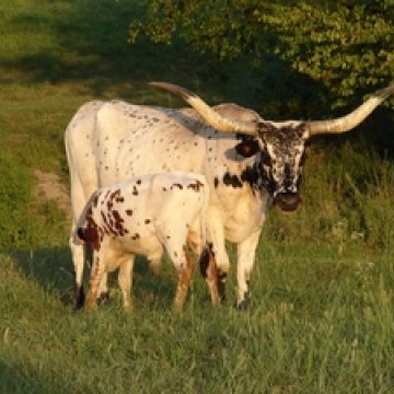 16 Common Cattle Breeds | Successful Farming