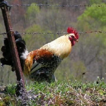10 Poultry Problems and Solutions | Successful Farming