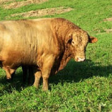 Raising Beefalo | Successful Farming