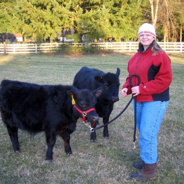 Raising Miniature Cattle | Successful Farming