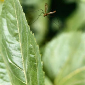 Mosquito Control | Successful Farming