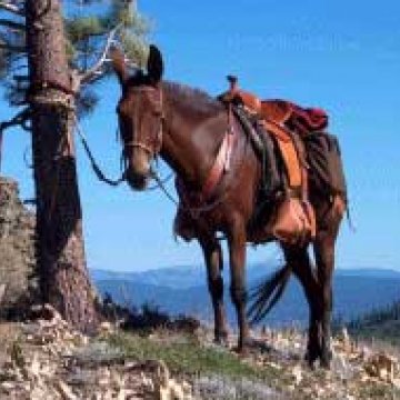 Raising Mules | Successful Farming