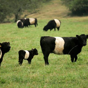 16 Common Cattle Breeds | Successful Farming