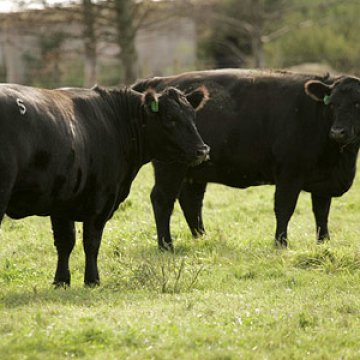16 Common Cattle Breeds | Successful Farming