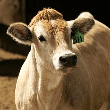 16 Common Cattle Breeds | Successful Farming