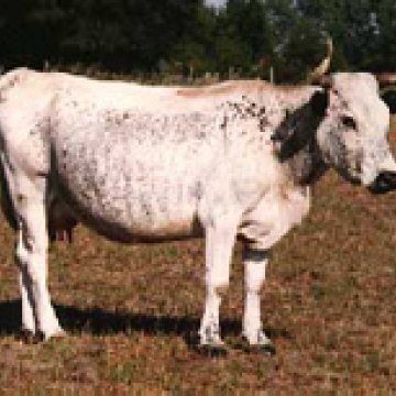 Raising Pineywoods Cattle | Successful Farming