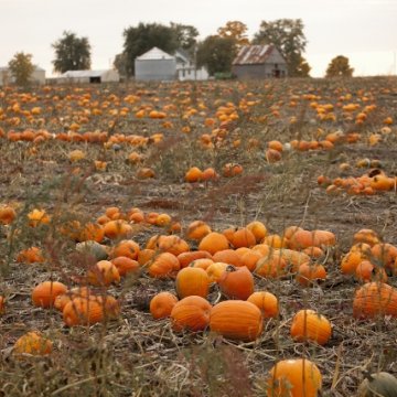 Feeding Pumpkins to Cattle | Successful Farming