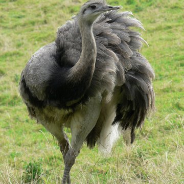 Raising Rheas | Successful Farming