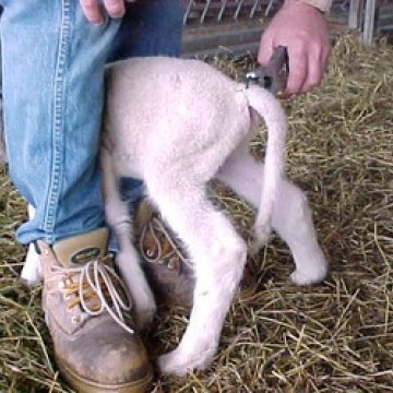 Docking Lamb Tails | Successful Farming