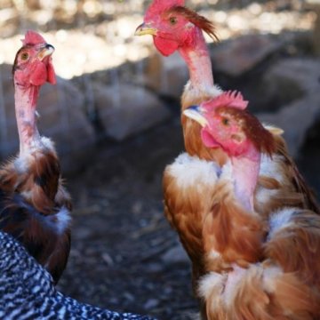 Raising Turkens | Successful Farming