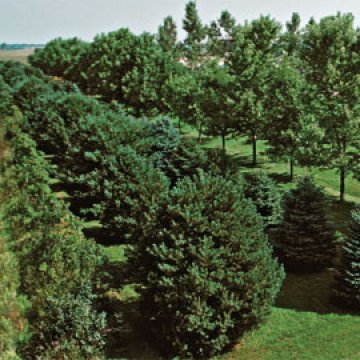 5 Tips for Planting a Windbreak | Successful Farming