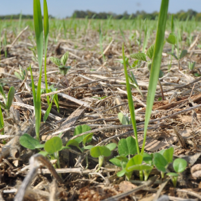 5 Ways to Control Pasture Weeds | Successful Farming