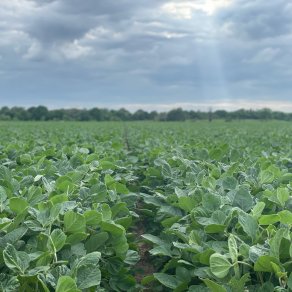 A Simplified Look at Soybean Maturity Groups | Successful Farming