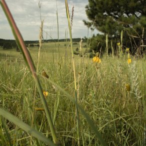 Pollinator Partnership's Pollinator Week | Successful Farming