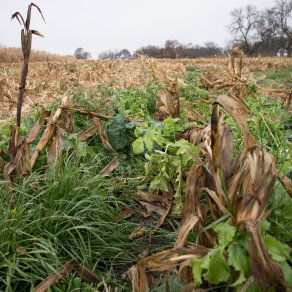 BASF Launches Zidua SC Herbicide | Successful Farming