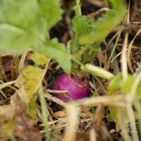 Grazing cover crops | Successful Farming