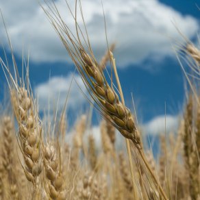 The Pulse Boom | Successful Farming